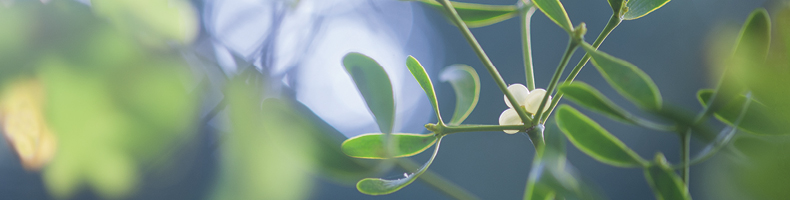 SGGG Jahreskongress der Gynécologie Suisse - Iscador AG